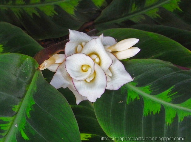 Singapore Plants Lover: Today’s Flowers-Calathea